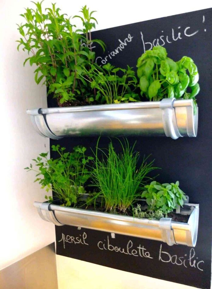 Plantas culinarias: claves para cultivarlas en casa