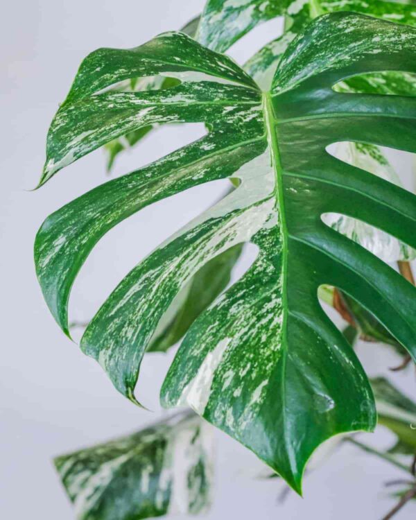 Monstera lleva el trópico a tu hogar ¡y es tan fácil de cuidar!