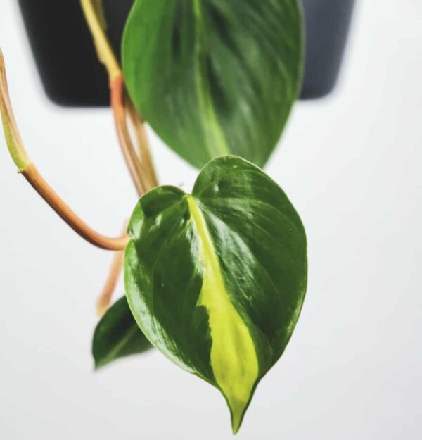 Potos la planta de interior ideal para las principiantes