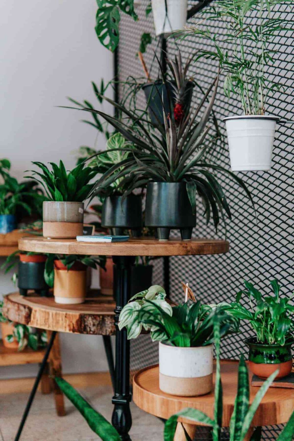 El Urban jungle se afianza en la decoración 2022 ¿vas a perderte esta ...
